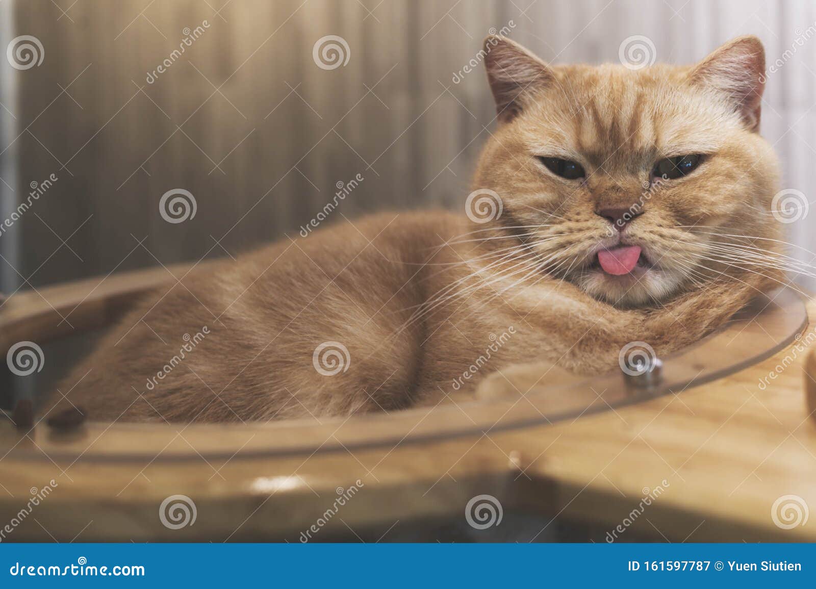 Lovely Cute Cat Look Sleepy Stock Image - Image of meow, cute: 161597787