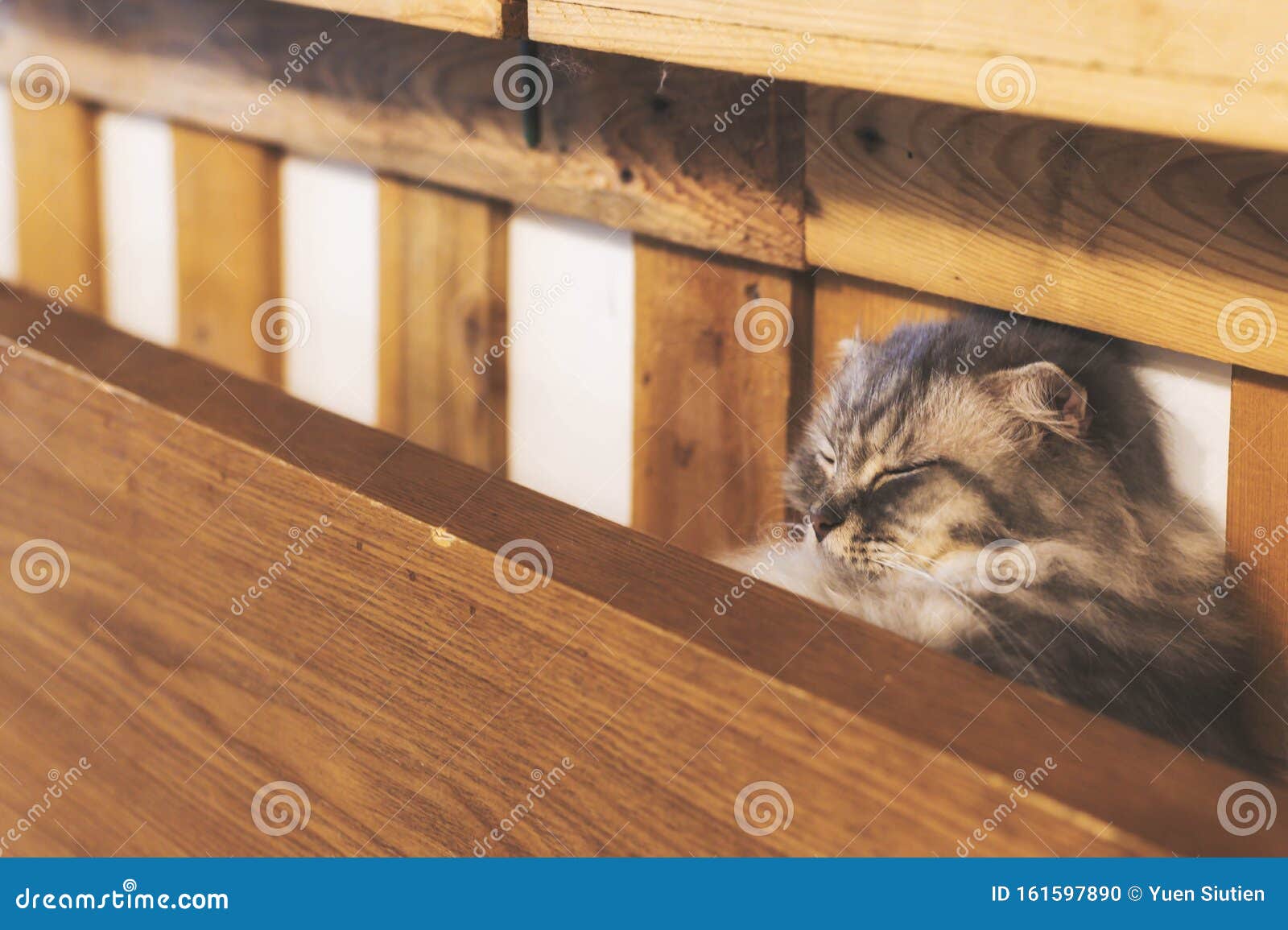 Lovely Cute Cat Look Sleepy Stock Photo - Image of happy, domestic ...