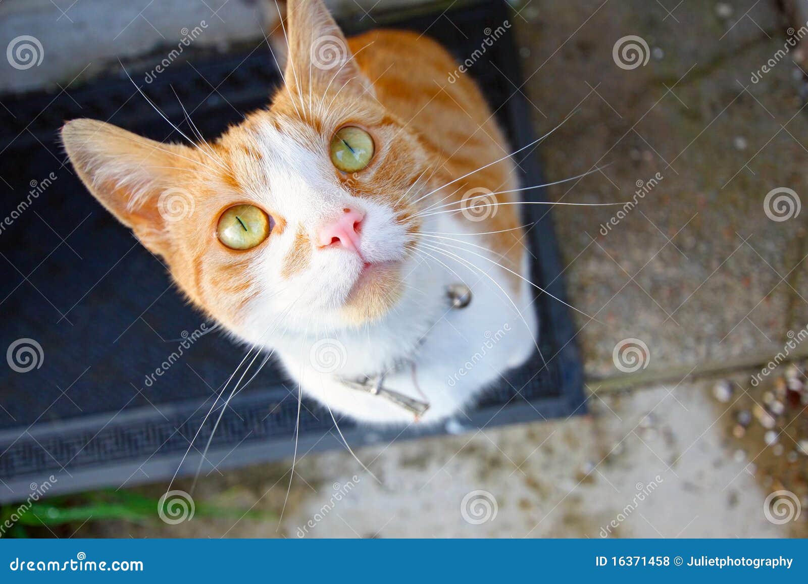 Lovely, Cute Cat Looking into Camera Stock Photo - Image of friendship ...