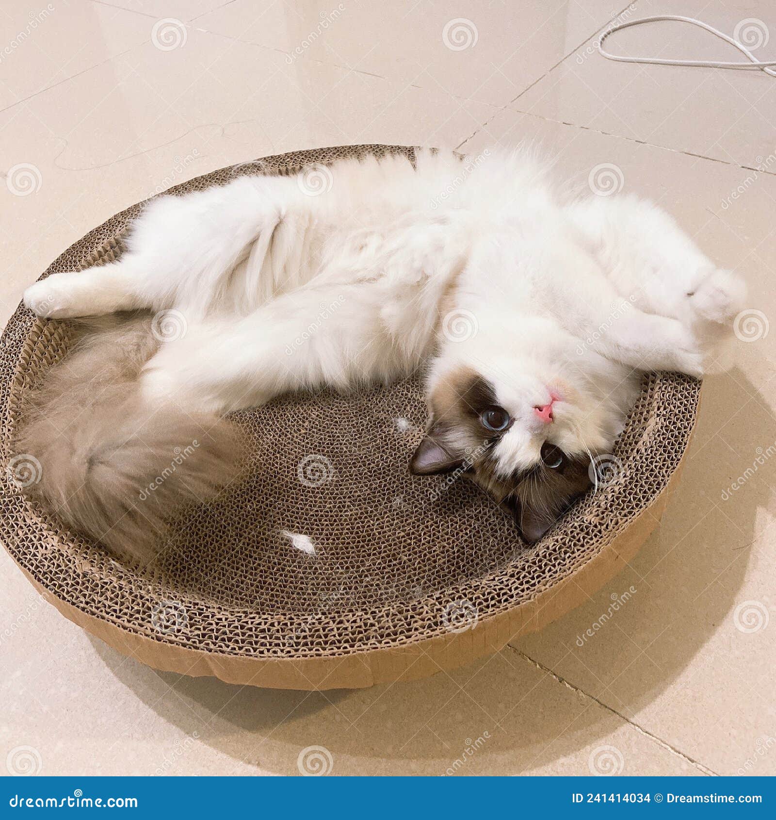 Lovely Cute Cate Stock Photos - Free & Royalty-Free Stock Photos from ...