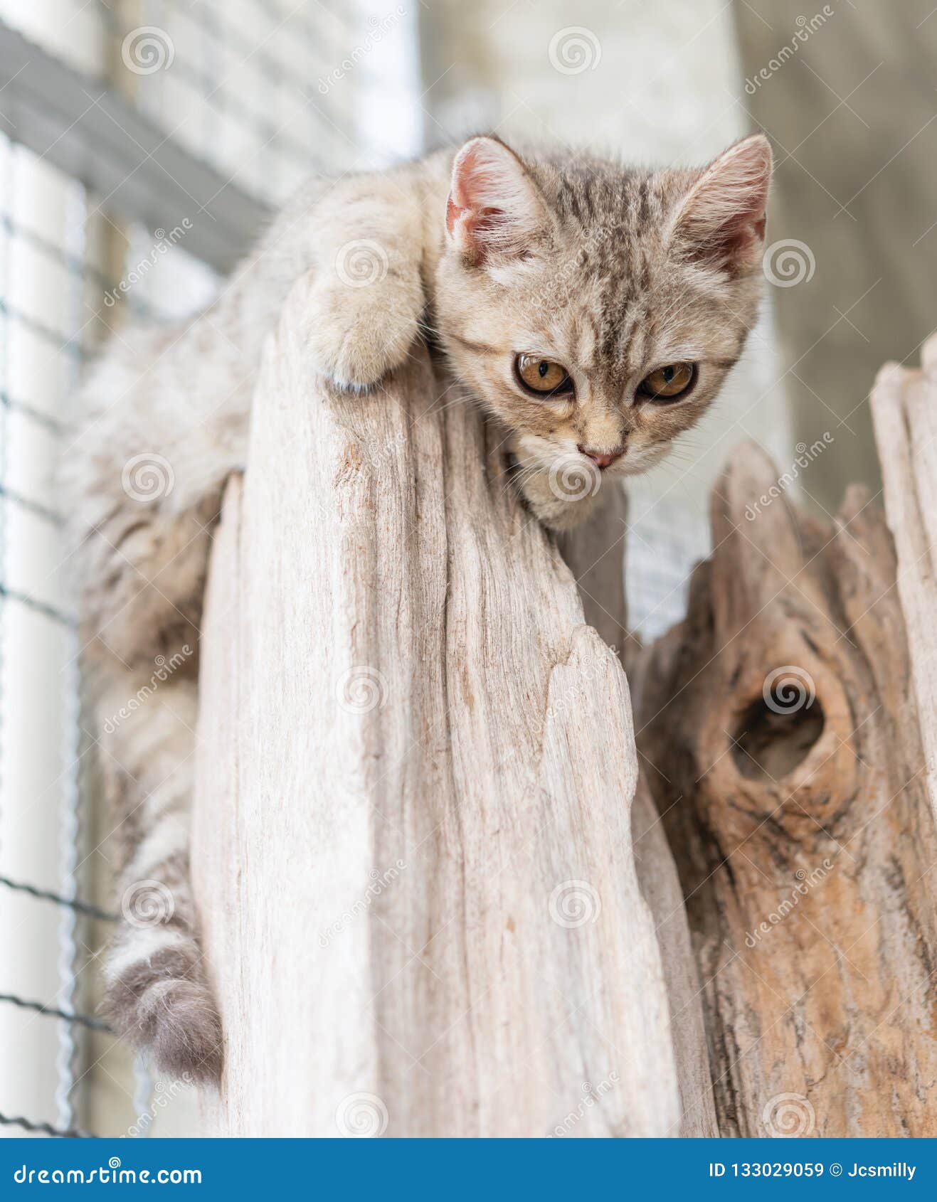 Lovely Cute Little Cat on Wood Log Looking Down Stock Image - Image of ...