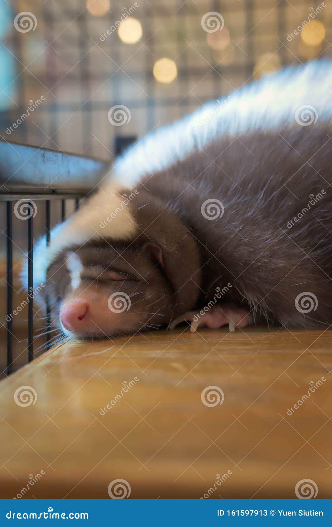 Lovely Cute Skunk Sleepping Stock Image - Image of mammals, creature ...