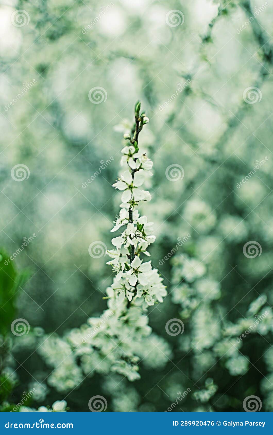 Lovely Delicate Cherry Blossom in Warm Spring Weather for Background ...