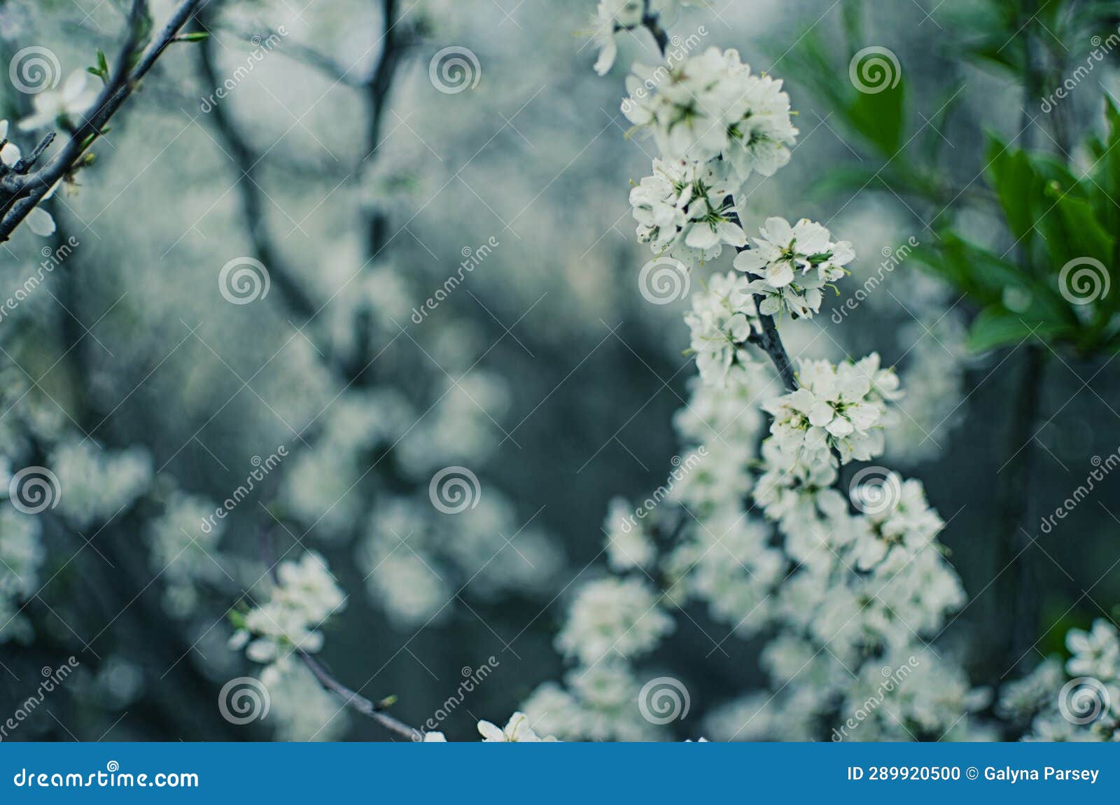 Lovely Delicate Cherry Blossom in Warm Spring Weather for Background ...