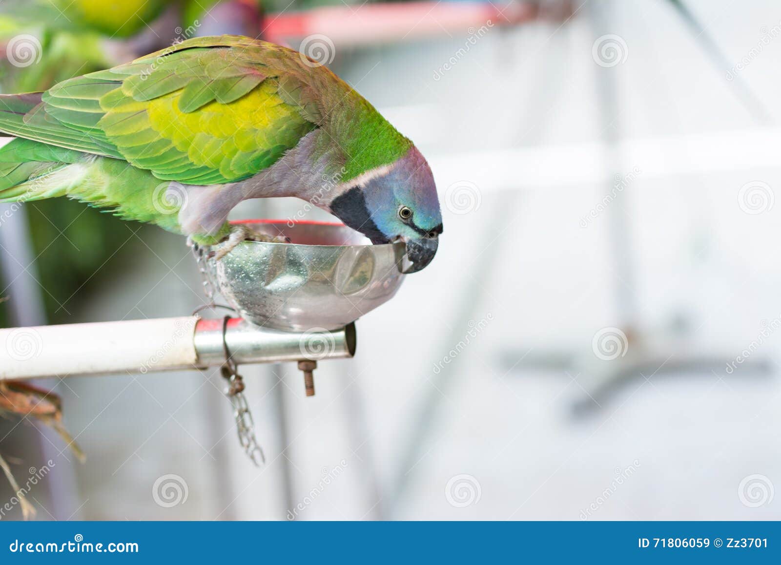 A Lovely Derbyan Parakeet Parrot Stock Image - Image of colour, blue ...
