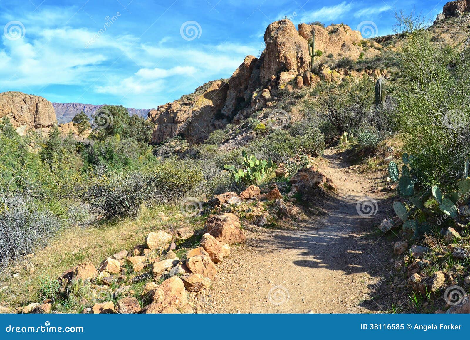 A Lovely Desert Path stock image. Image of thompson, arboretum - 38116585