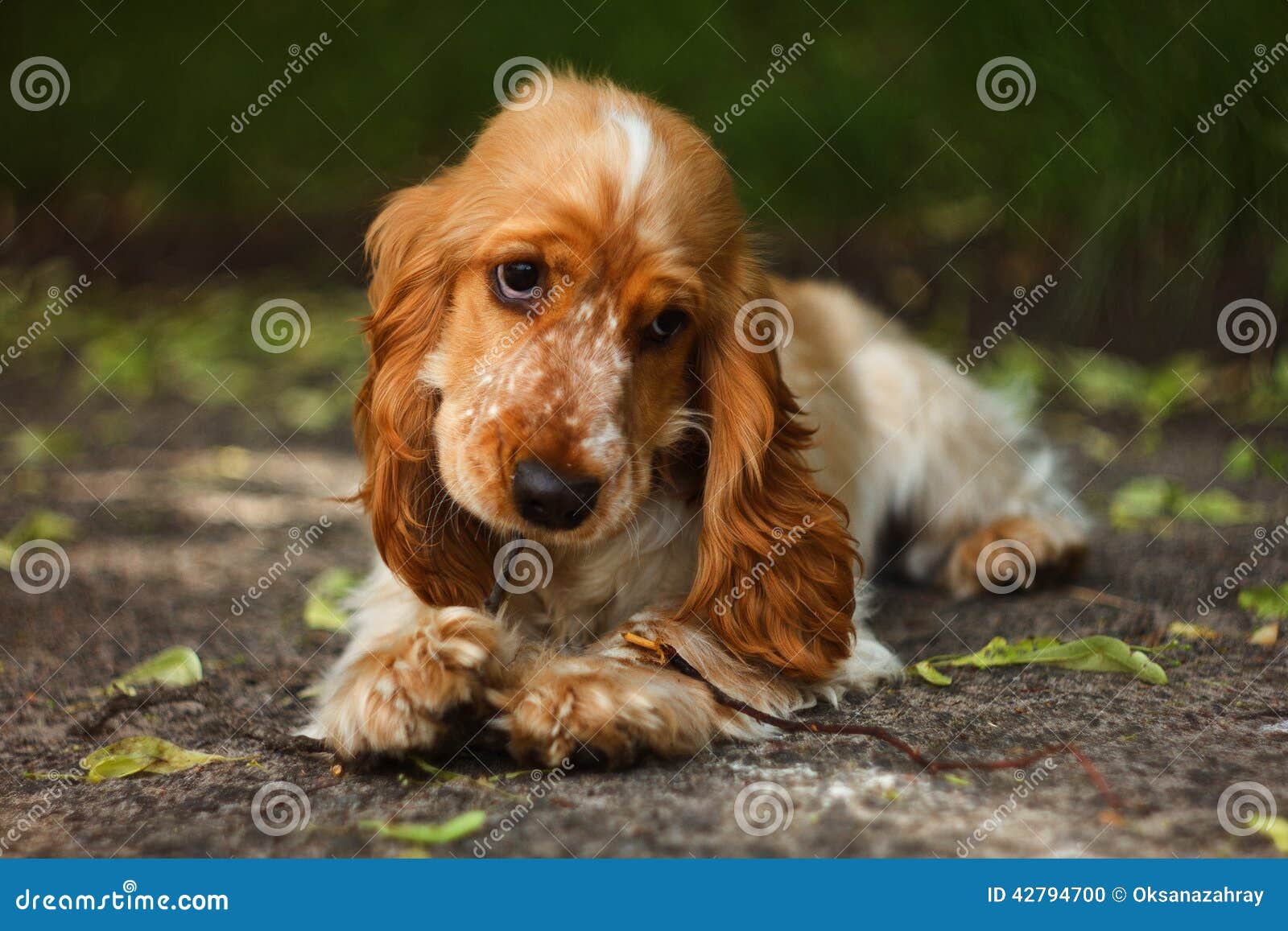 Lovely dog stock photo. Image of cute, eyes, chumping - 42794700