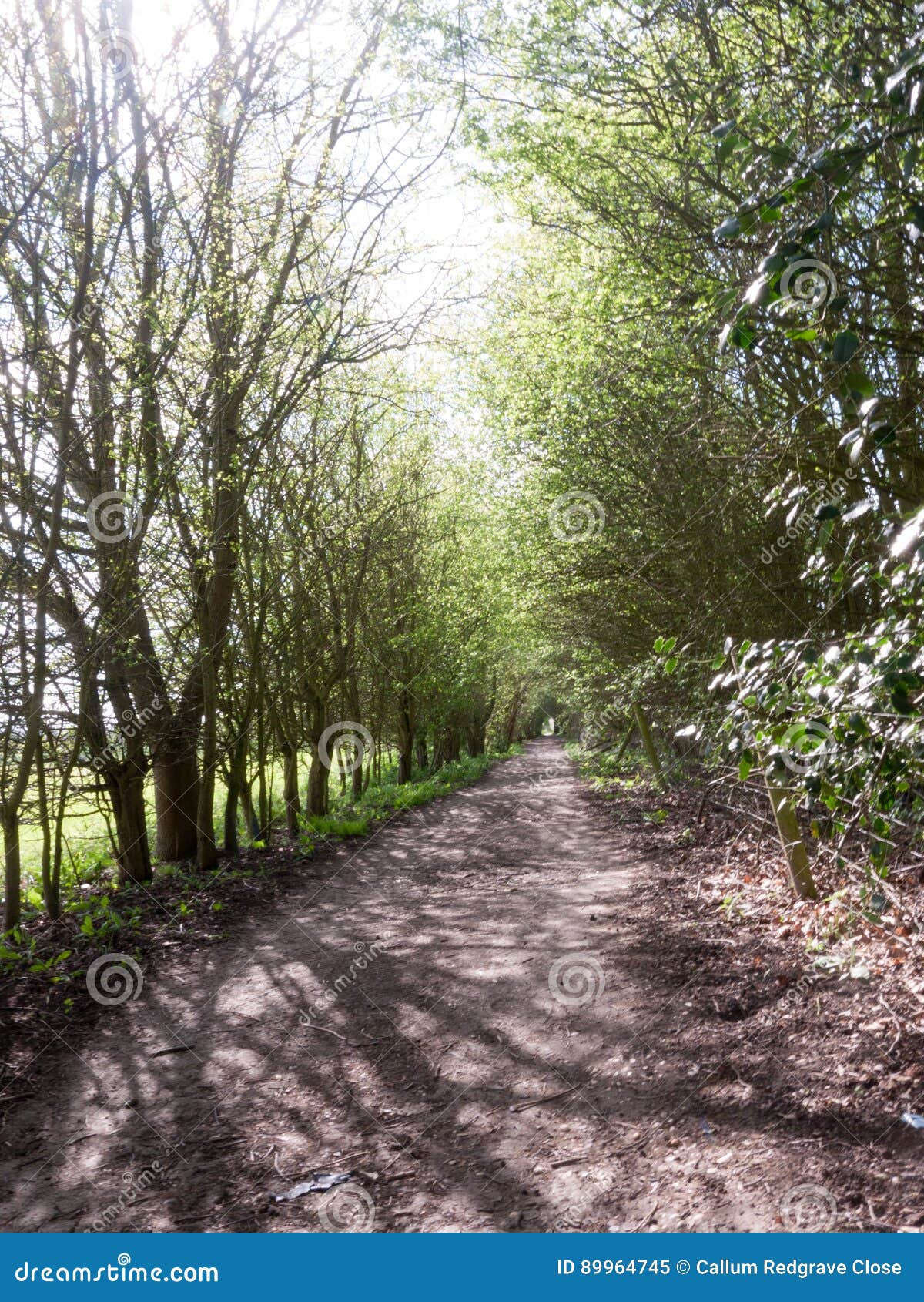 A Lovely Dome and Archway of Trees Stock Image - Image of forest ...