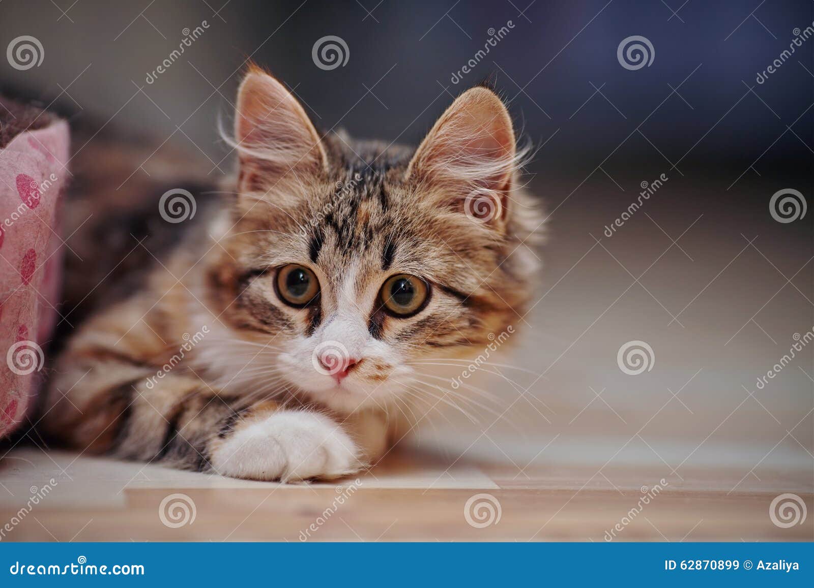 Lovely Domestic Multi-colored Kitten Stock Image - Image of tabby, claw ...