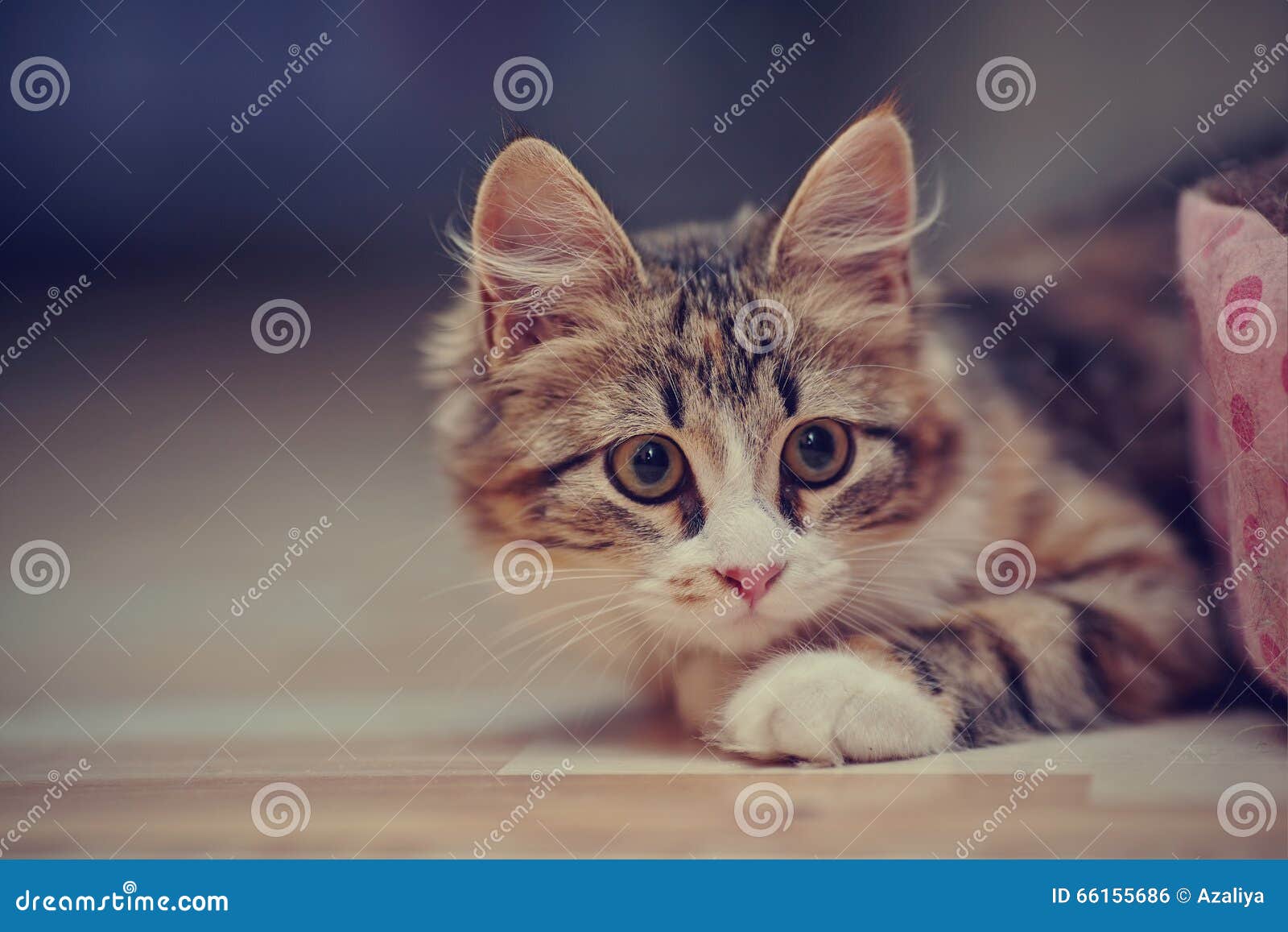 Lovely Domestic Multi-colored Kitten Stock Photo - Image of furry, tail ...