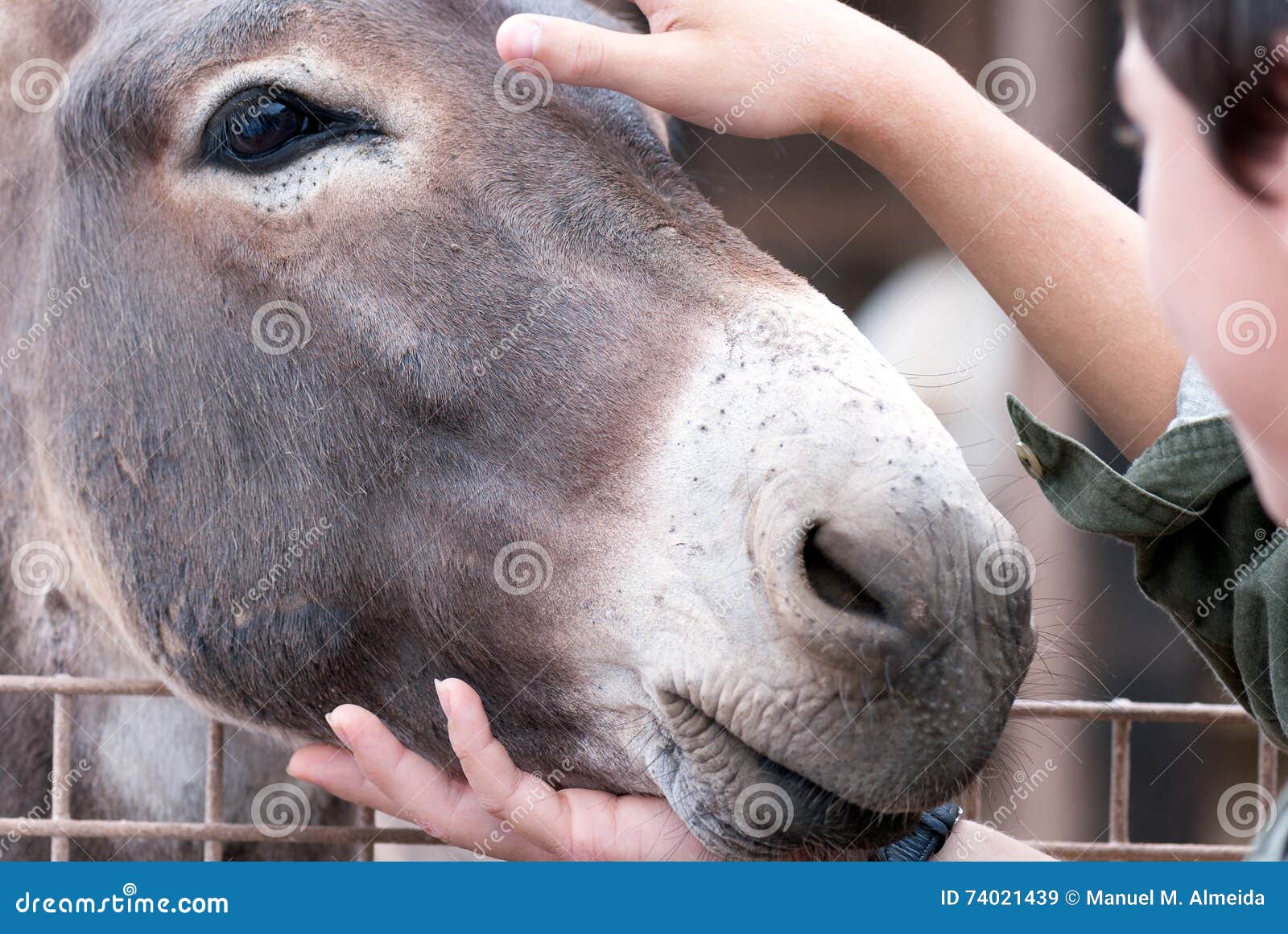 Lovely donkey stock image. Image of nature, people, lovely - 74021439