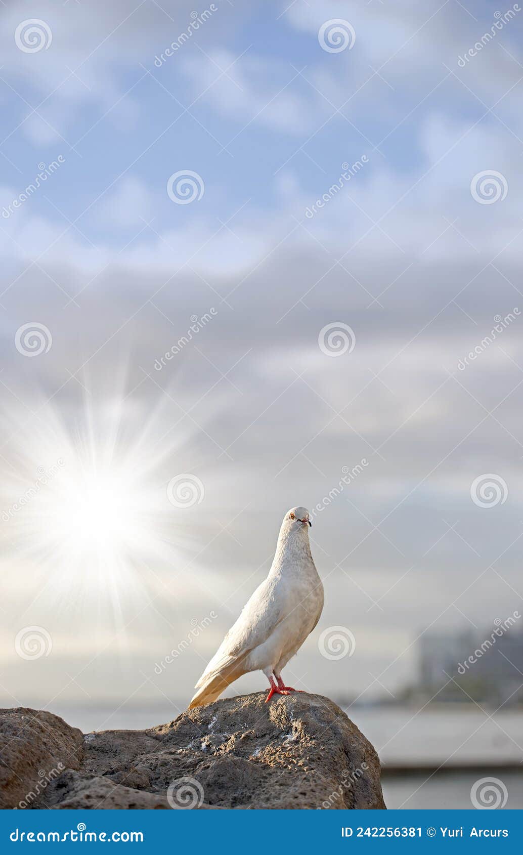 Lovely Dove - Elegant and Beautiful. a Dove - Elegant and Beautiful ...