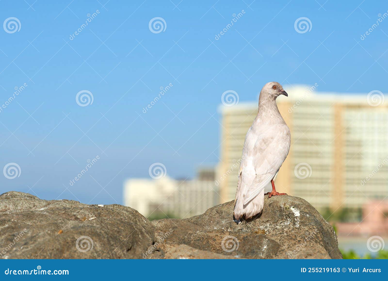 Lovely Dove - Elegant and Beautiful. a Dove - Elegant and Beautiful ...