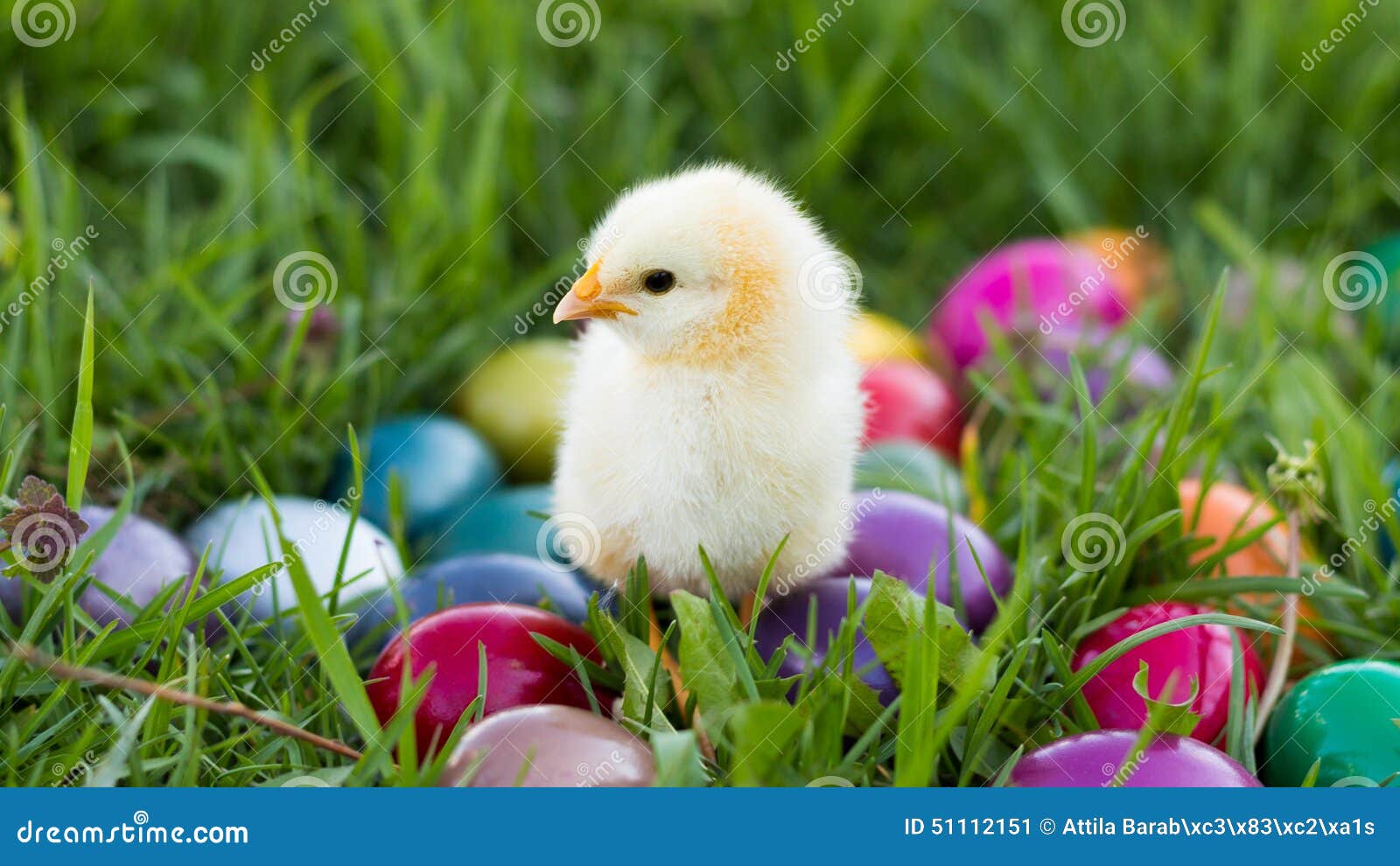 Lovely Easter Chick stock image. Image of season, traditional - 51112151