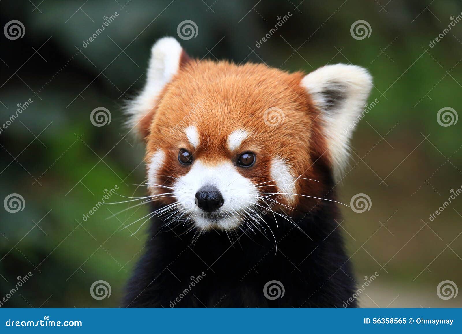 Lovely Face of a Brown Panda Stock Image - Image of brown, mammal: 56358565