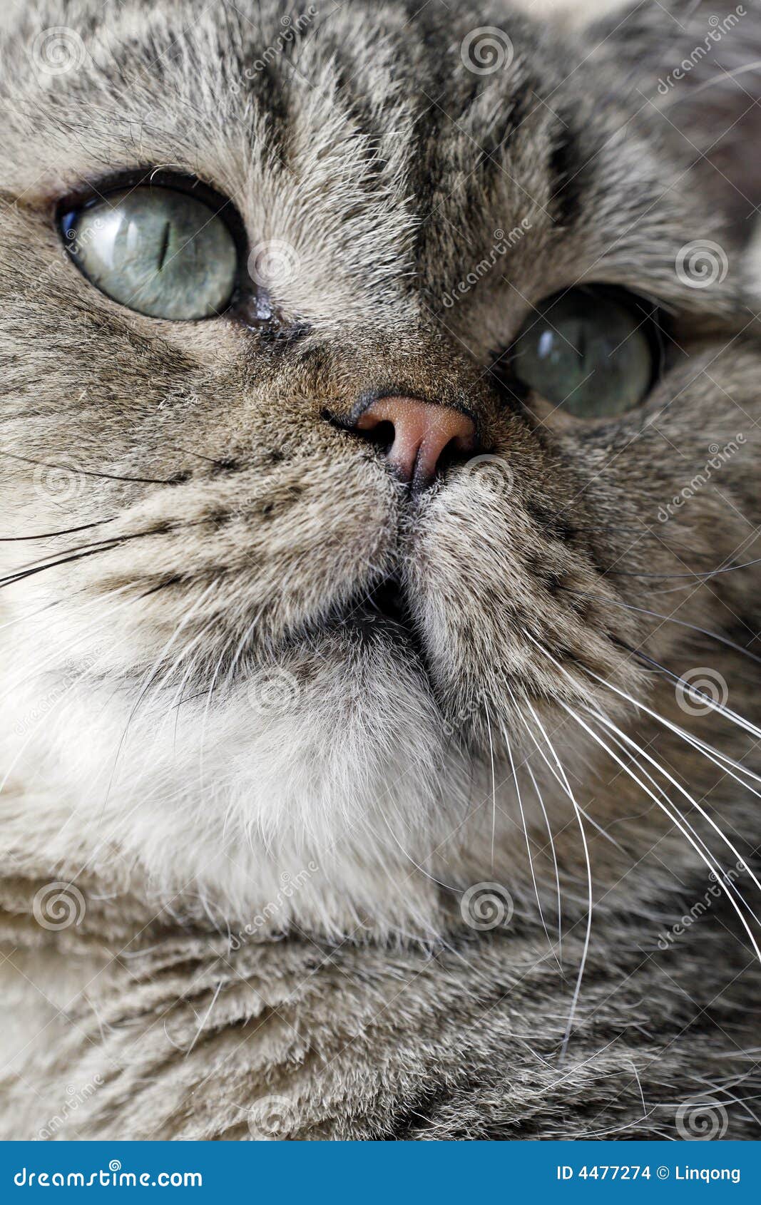 Lovely face of the cat. stock photo. Image of extremely - 4477274