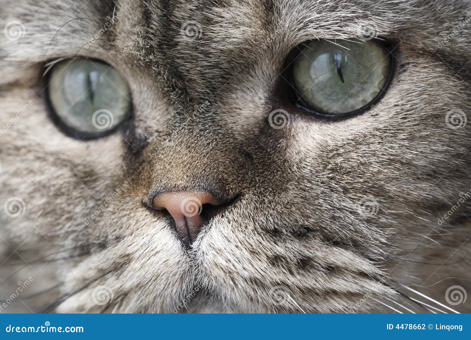 Lovely face of the cat. stock photo. Image of colorful - 4478662