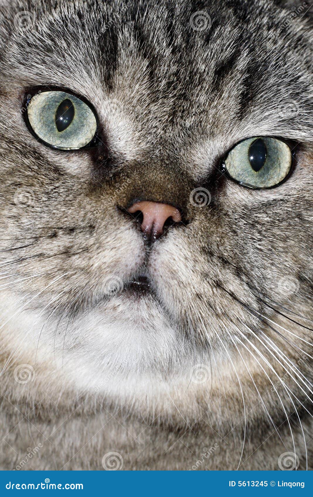 Lovely Face Of The Cat Picture. Image: 5613245