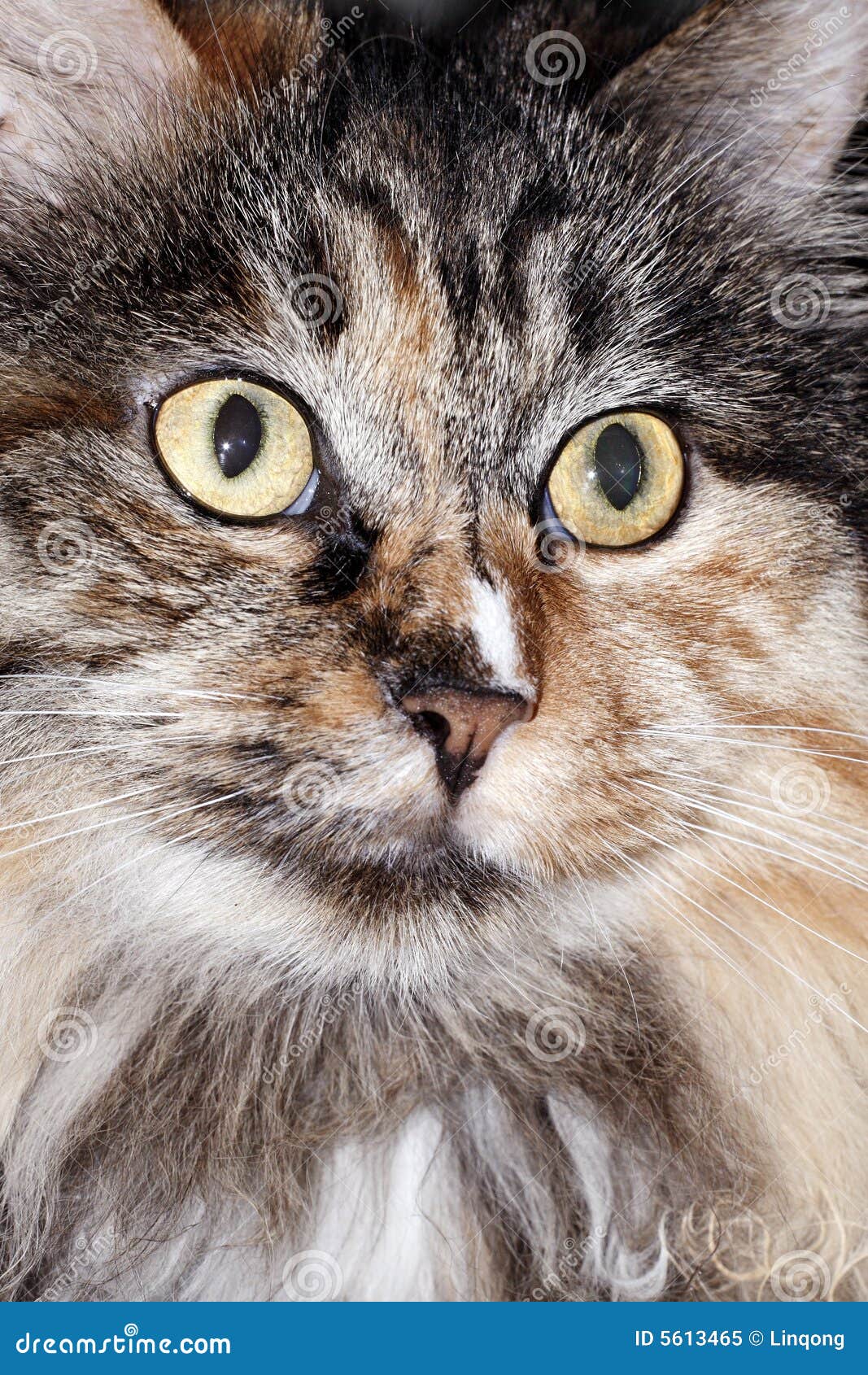Lovely face of the cat stock image. Image of kitten, nares - 5613465