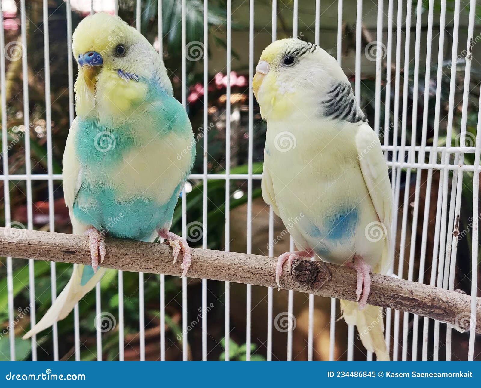 Fancy Budgies Photos - Free & Royalty-Free Stock Photos from Dreamstime