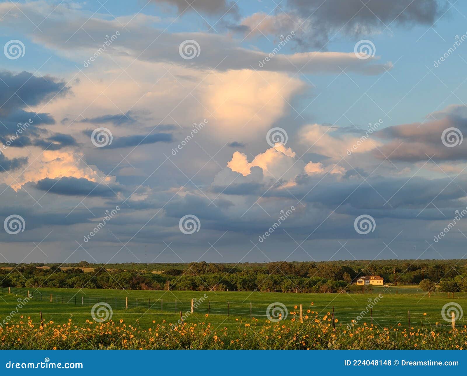 Lovely Farm Setting with Flowers Stock Photo - Image of field, morning ...