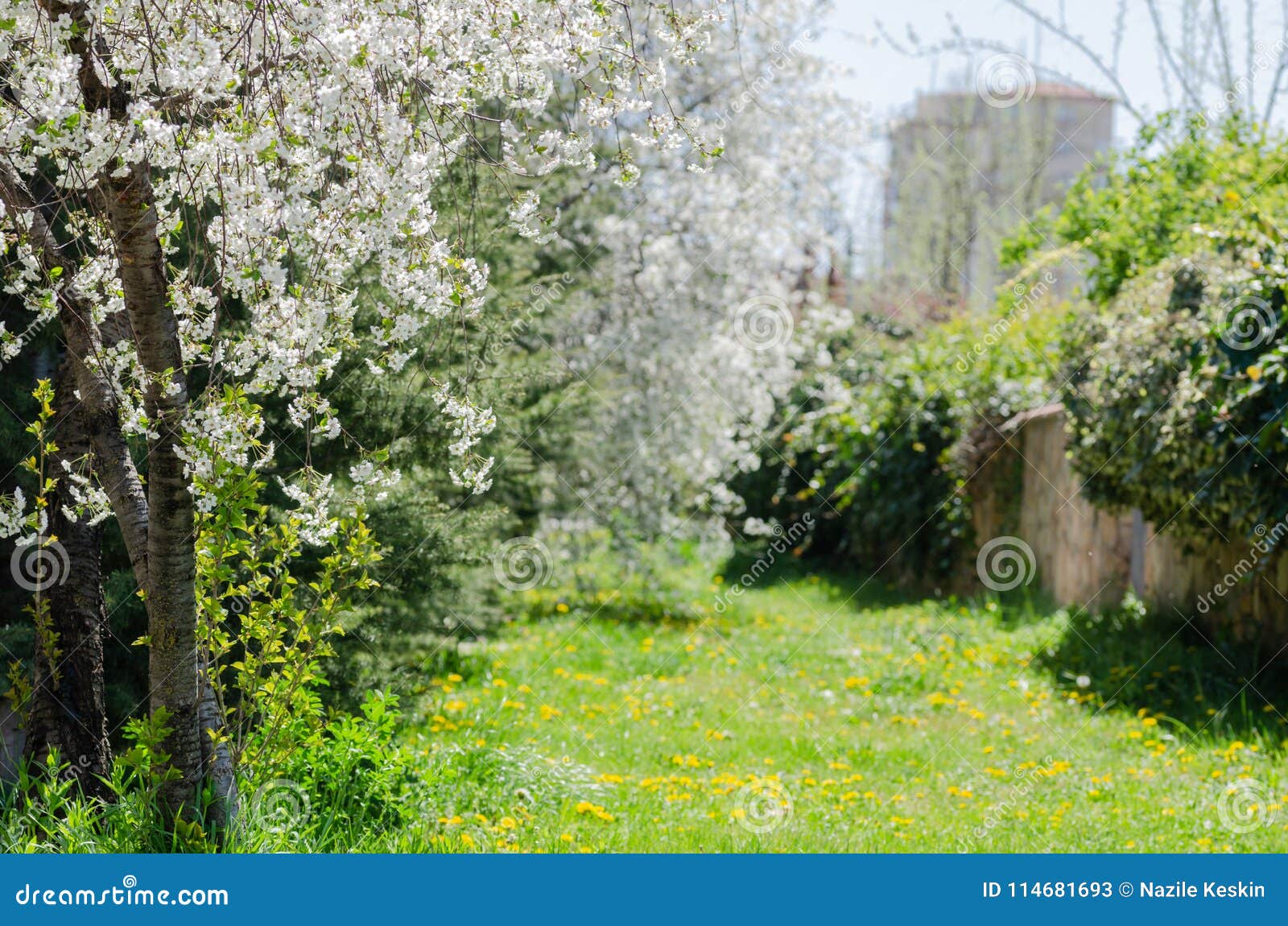 Lovely Fields Flowery Roads,spring Day,outdoor, Stock Image - Image of ...