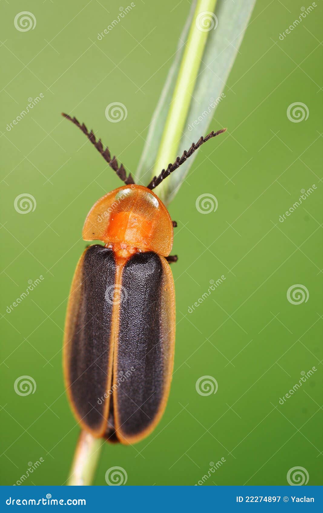 Lovely fireflies stock image. Image of details, study - 22274897