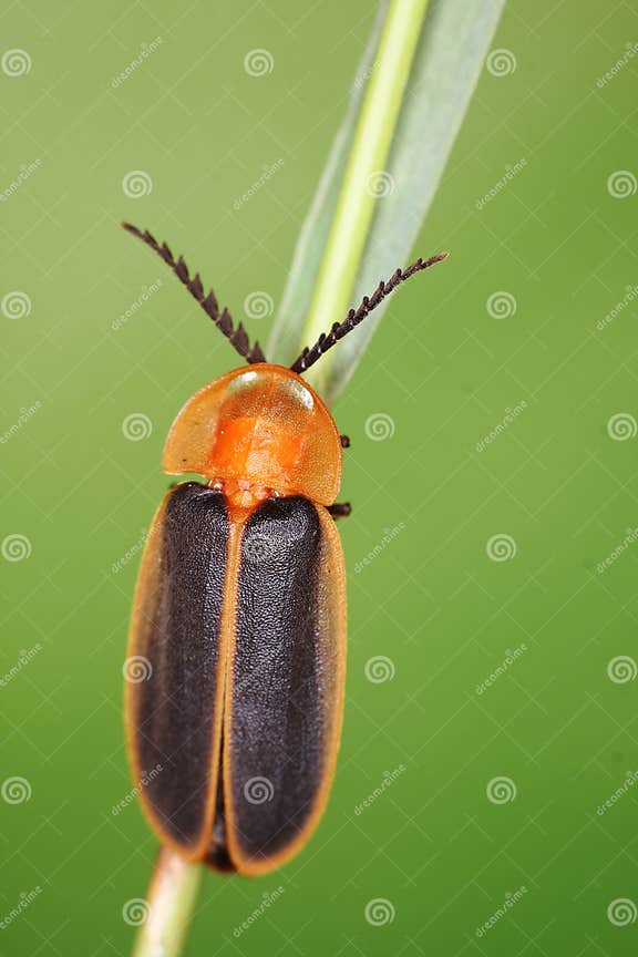 Lovely fireflies stock image. Image of details, study - 22274897