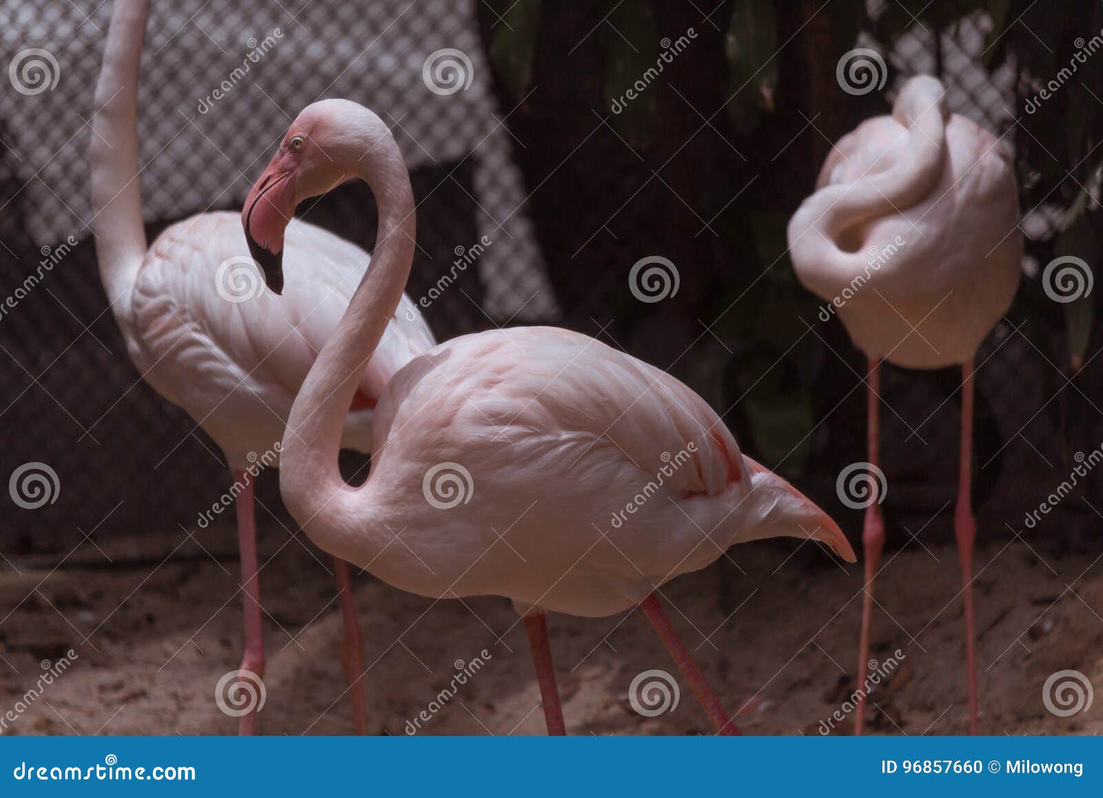 Lovely Flamingo Relax and Preen Stock Photo - Image of background ...