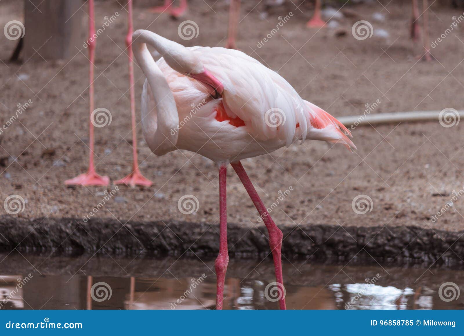 Lovely Flamingo Relax and Preen Stock Image - Image of mexico, africa ...