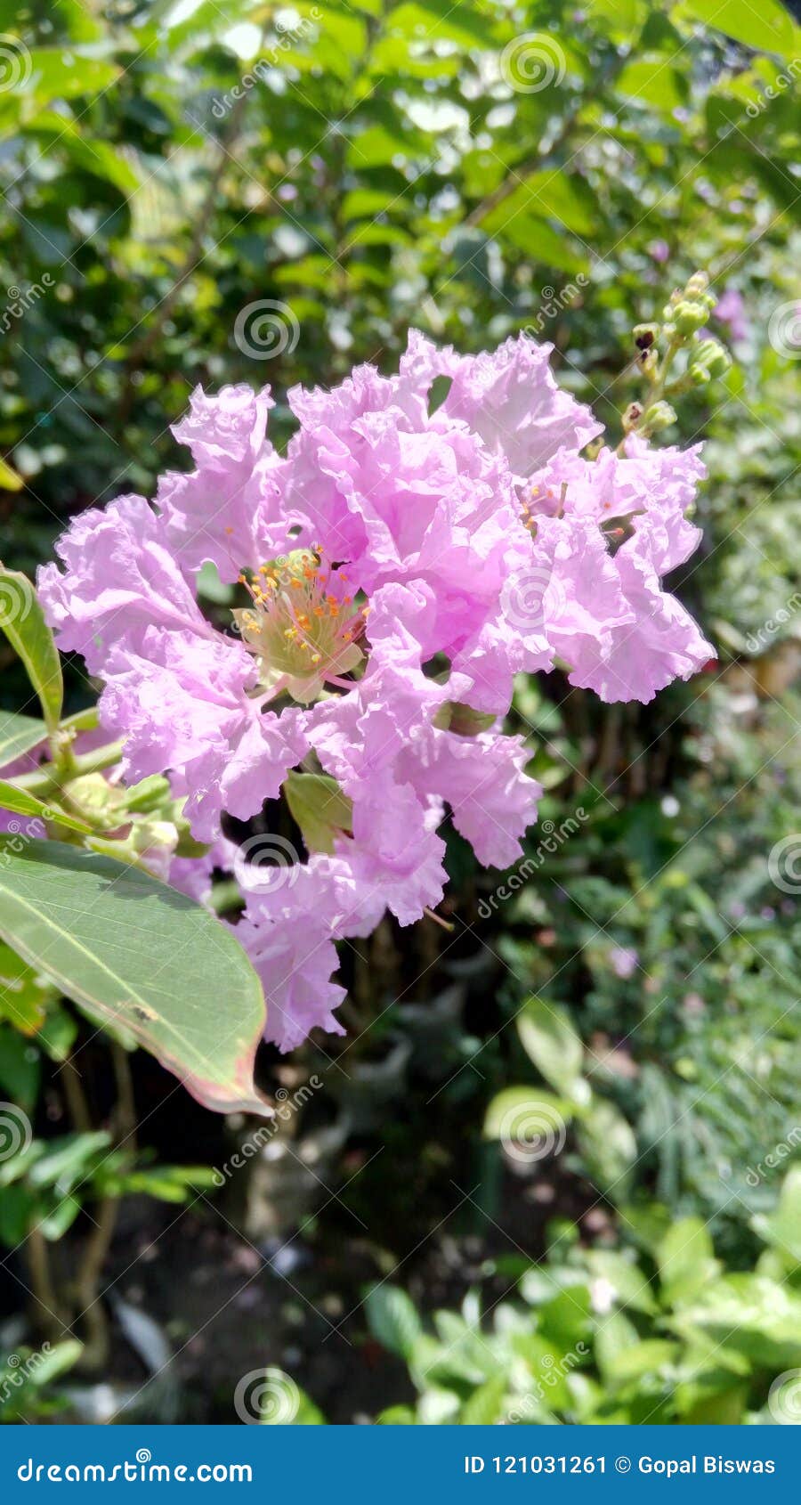 Lovely fliwer stock image. Image of lovely, india, fliwer - 121031261