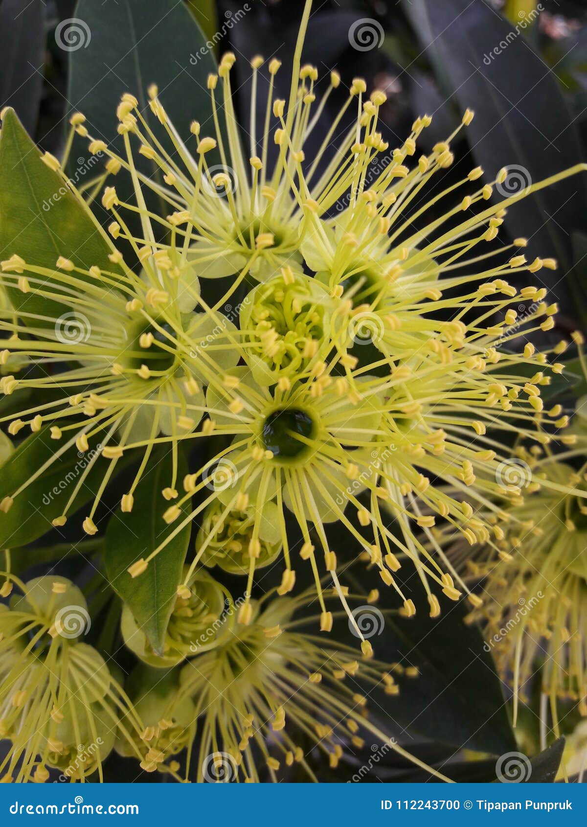 Xanthostemon Chrysanthus stock photo. Image of chrysanthus - 112243700