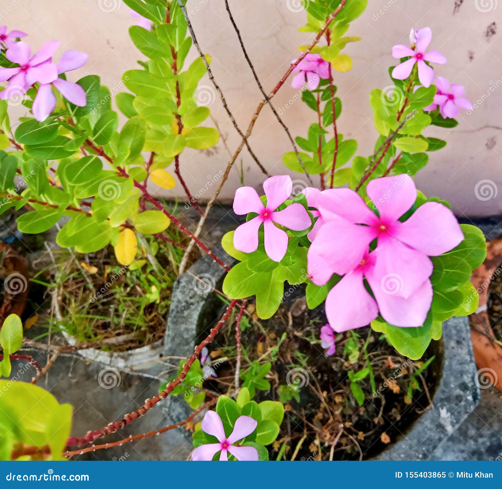 Lovely flower with a tob stock image. Image of kasmir - 155403865