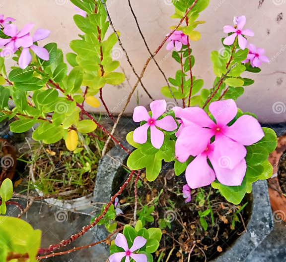 Lovely flower with a tob stock image. Image of kasmir - 155403865