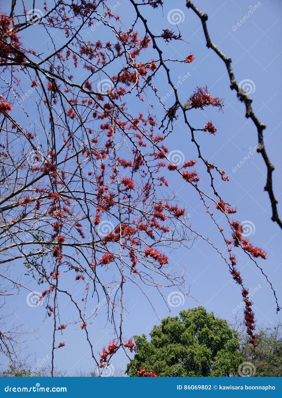 Rotfai Garden Stock Photos - Free & Royalty-Free Stock Photos from ...