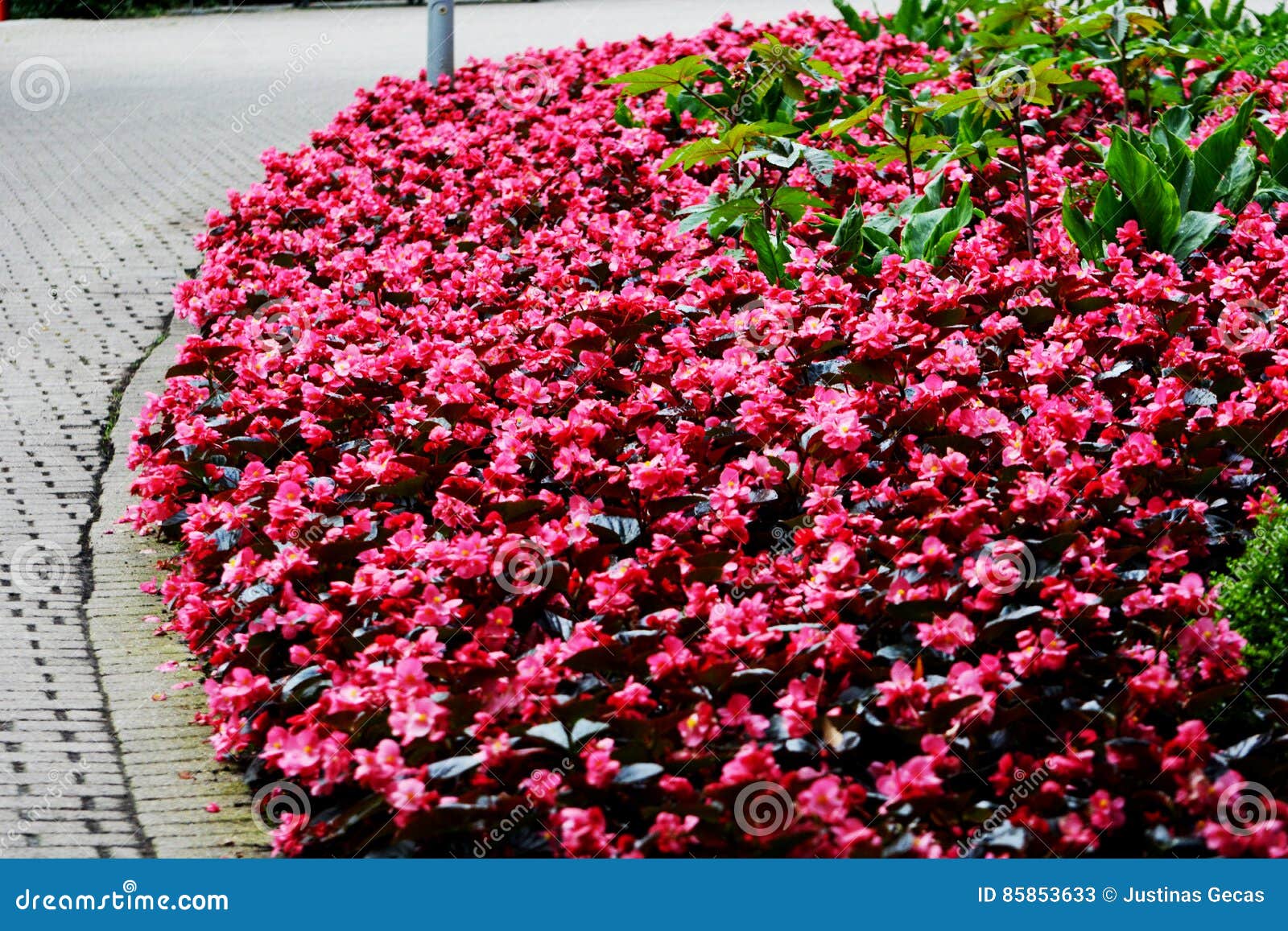 Lovely Flowers stock image. Image of garden, outside - 85853633