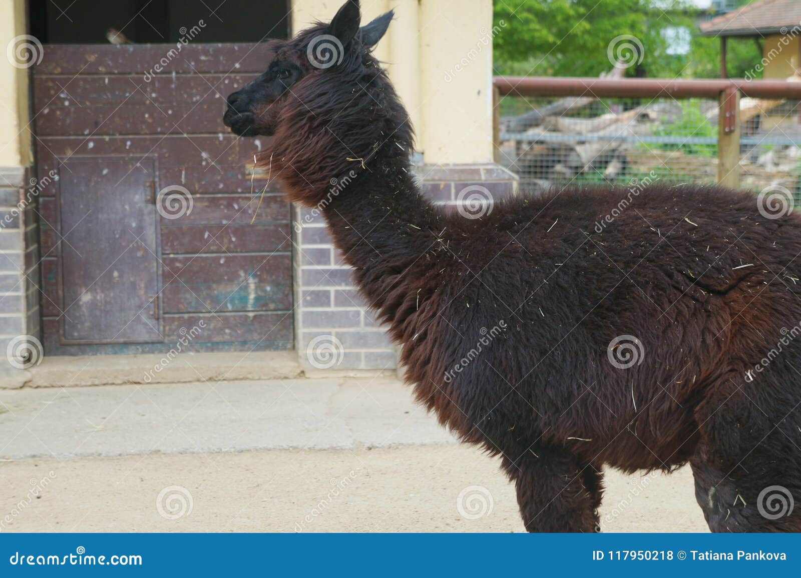 Lovely Fluffy Black Lama in Straw. Stock Photo - Image of llamas, hair ...