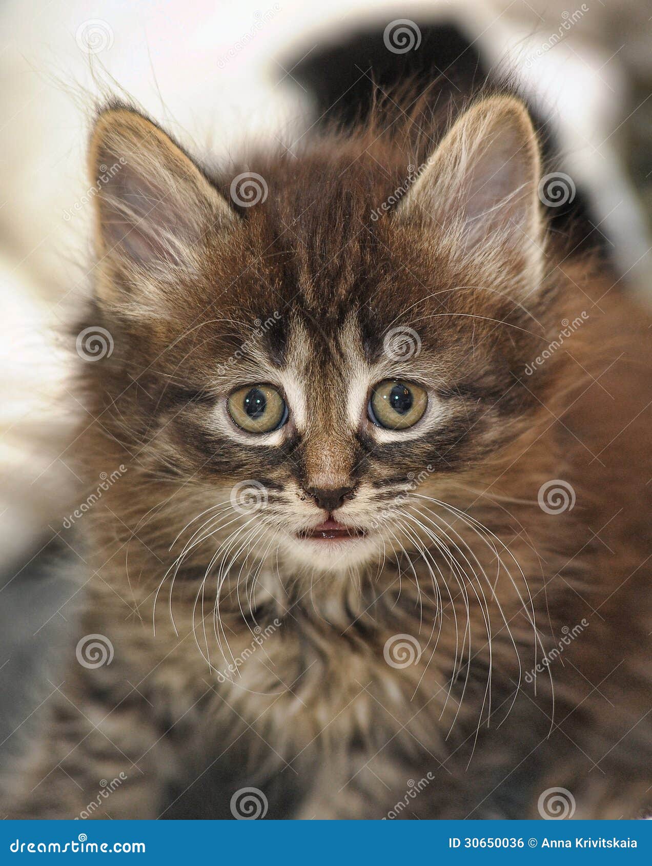 Lovely fluffy kitten stock photo. Image of tail, animal - 30650036