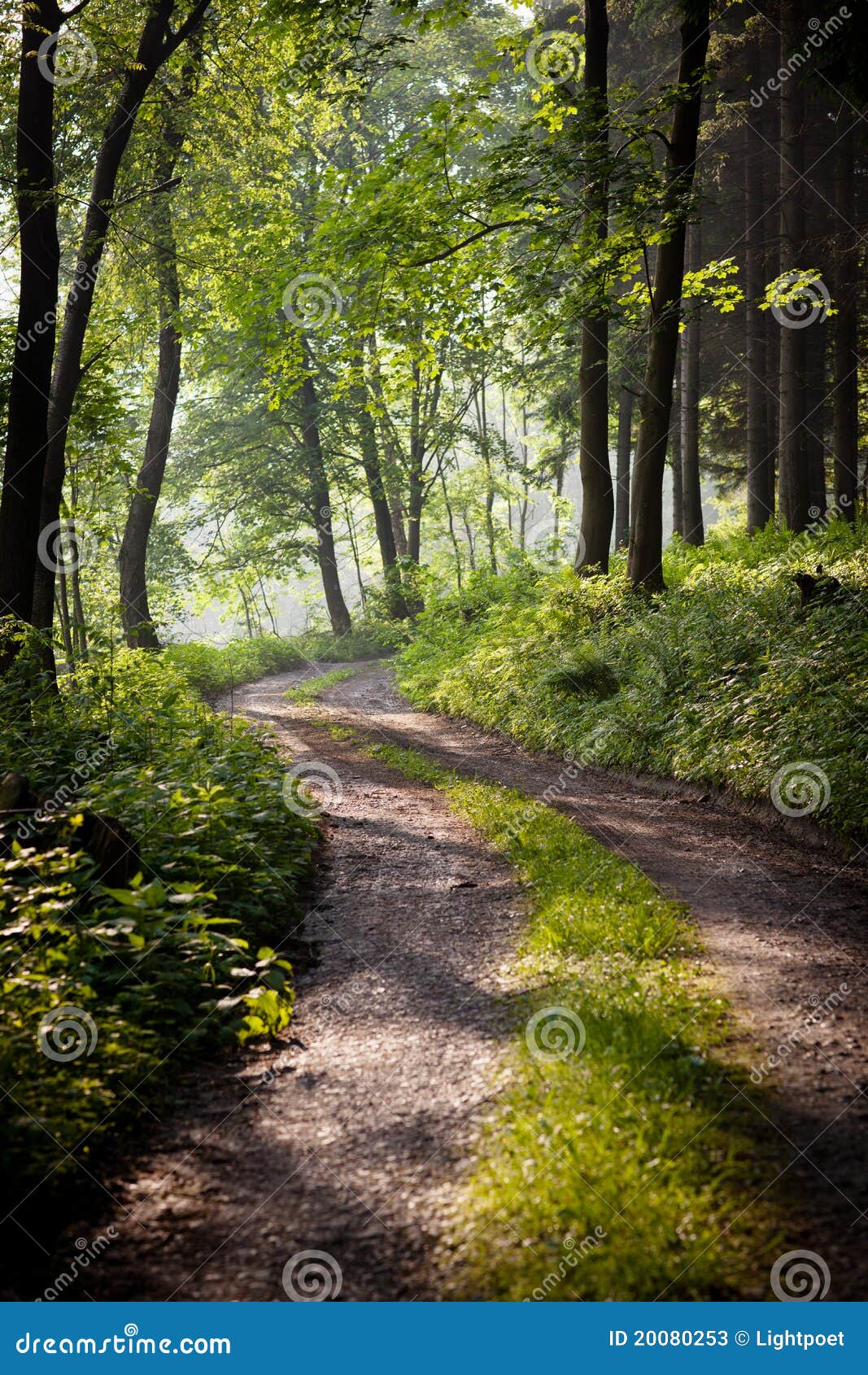 Lovely Forest Path in Early Morning Stock Image - Image of footpath ...