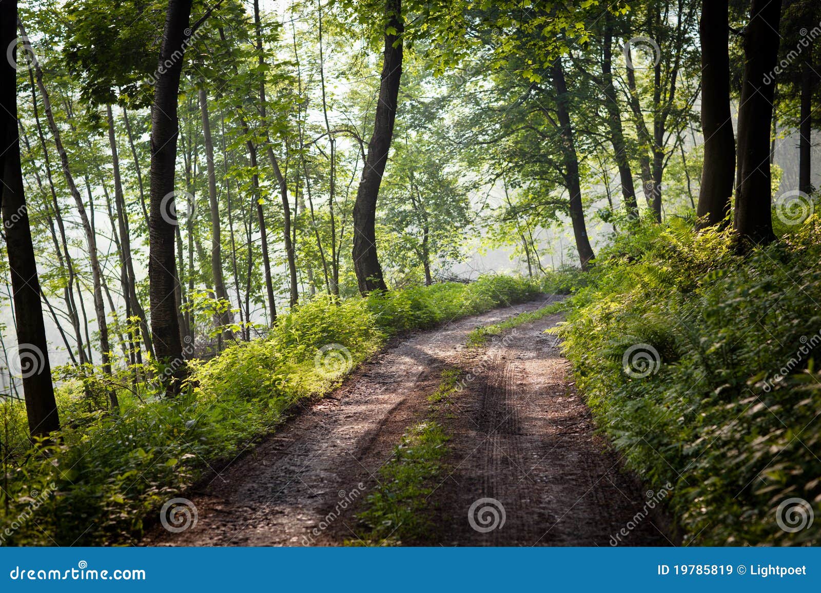 Lovely Forest Path in Early Morning Sunshine Stock Image - Image of ...