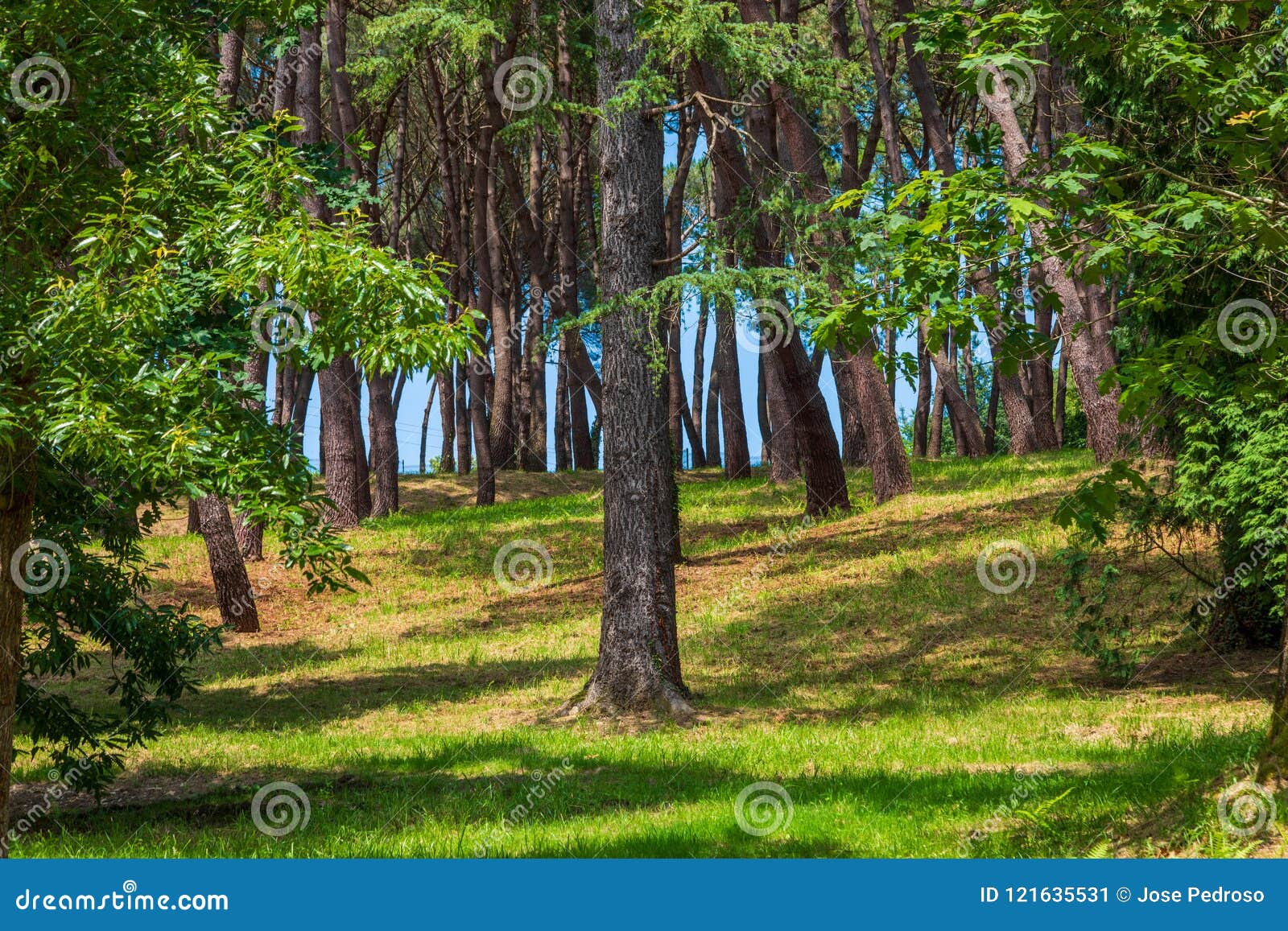Forest and grass stock image. Image of idyll, countryside - 121635531