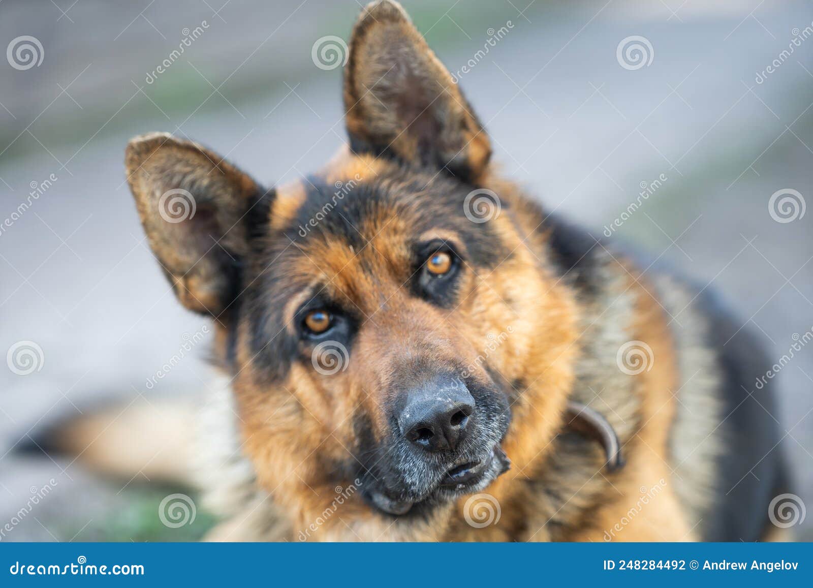 A Lovely German Shepherd Dog Stock Photo - Image of nature, animal ...