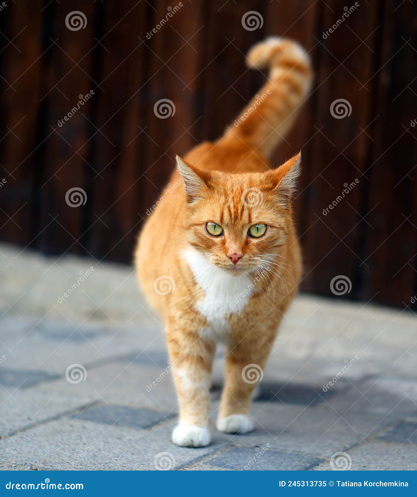 Lovely ginger cat stock image. Image of beautiful, closeup - 245313735