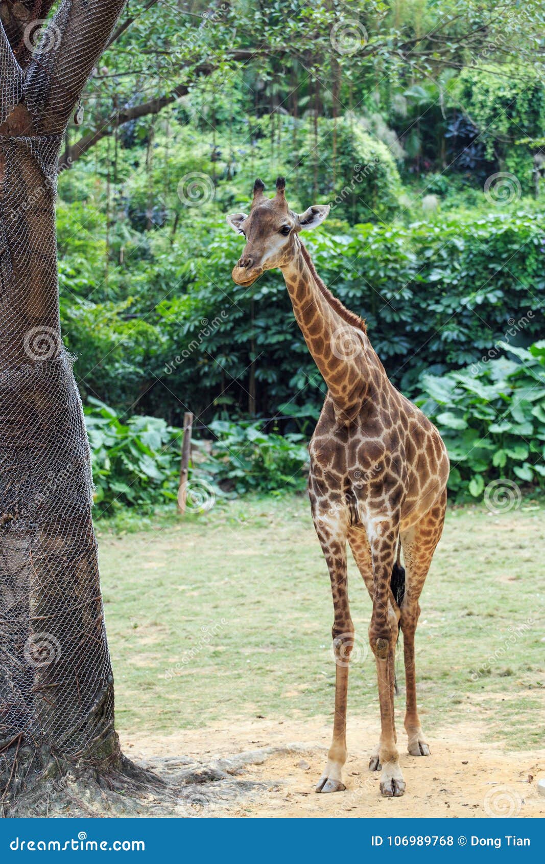 The lovely giraffe stock photo. Image of asia, flock - 106989768