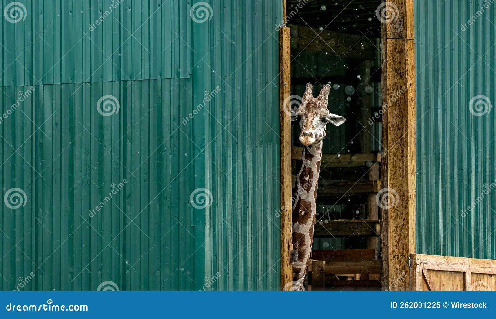 Lovely Giraffe Looking Behind a Door Stock Image - Image of animal ...