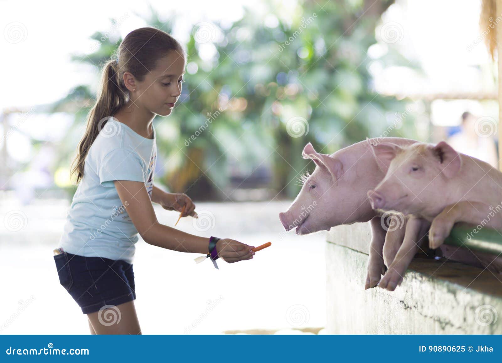 Lovely Girl feeds Pig stock image. Image of family, person - 90890625