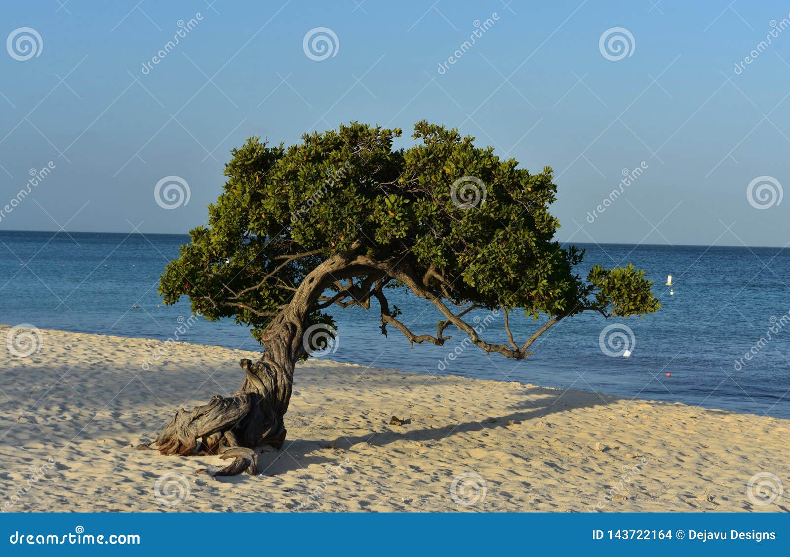 Lovely Gnarled Branches of a Divi Tree in Aruba Stock Photo - Image of ...