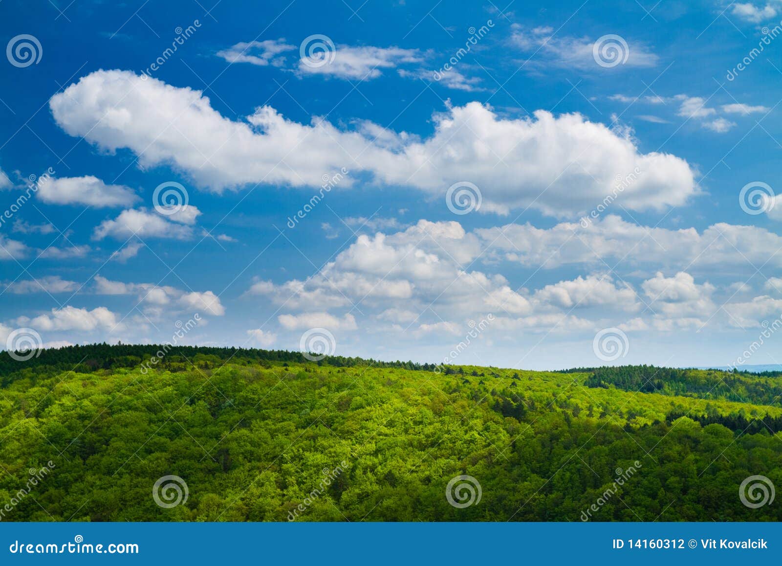 Lovely Green Forest with Blue Sky Stock Photo - Image of nature ...