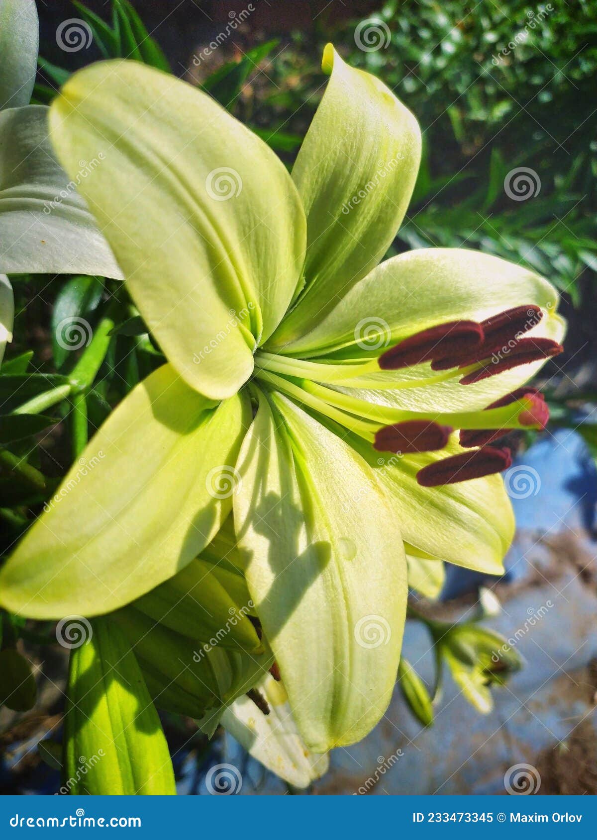 Lovely green lily stock image. Image of produce, leaf - 233473345