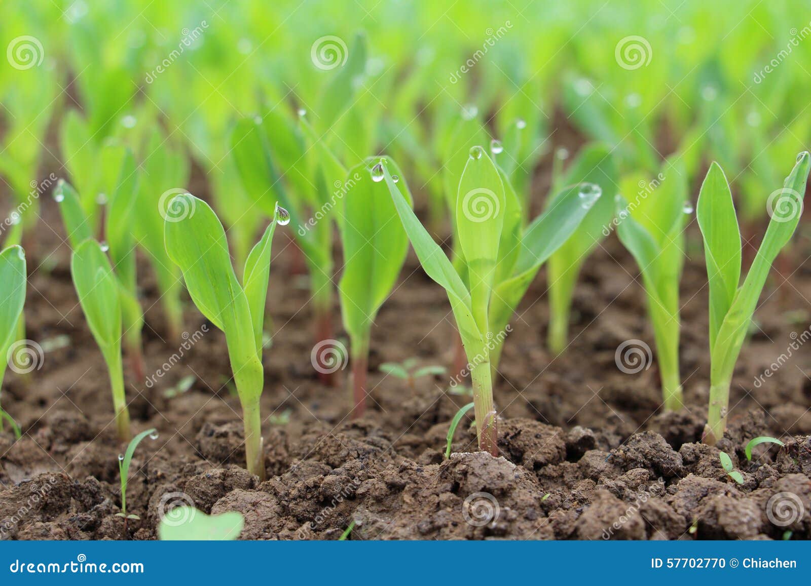 Corn Seedling Lovely Green Maize Stock Photo - Image of maize, corn ...